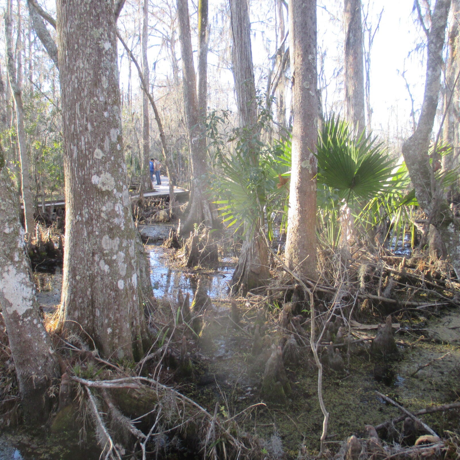 Life beyond Covid #6: Jean Lafitte Preserve – Via Nola Vie